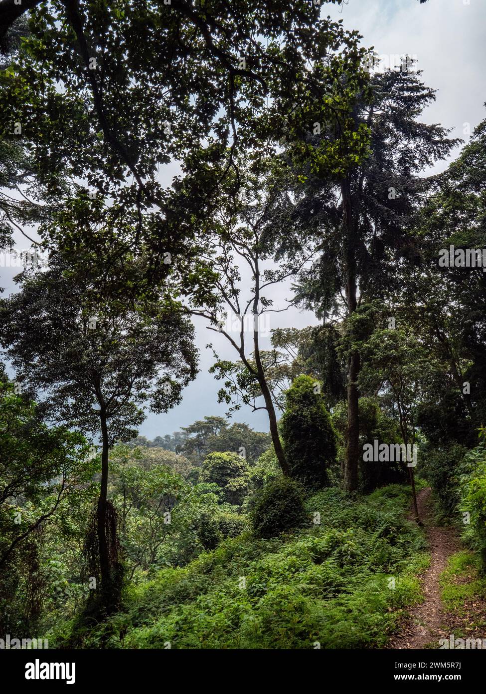 On the Kilembe Trail in the Rwenzori Mountains in Uganda Stock Photo ...