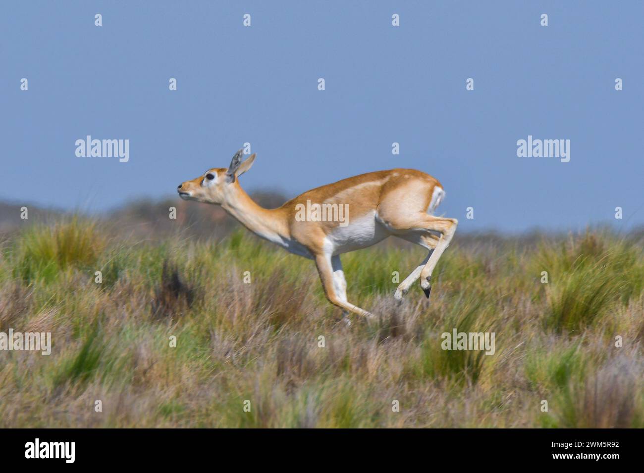 Female Blackbuck Antelope in Pampas plain environment, La Pampa ...