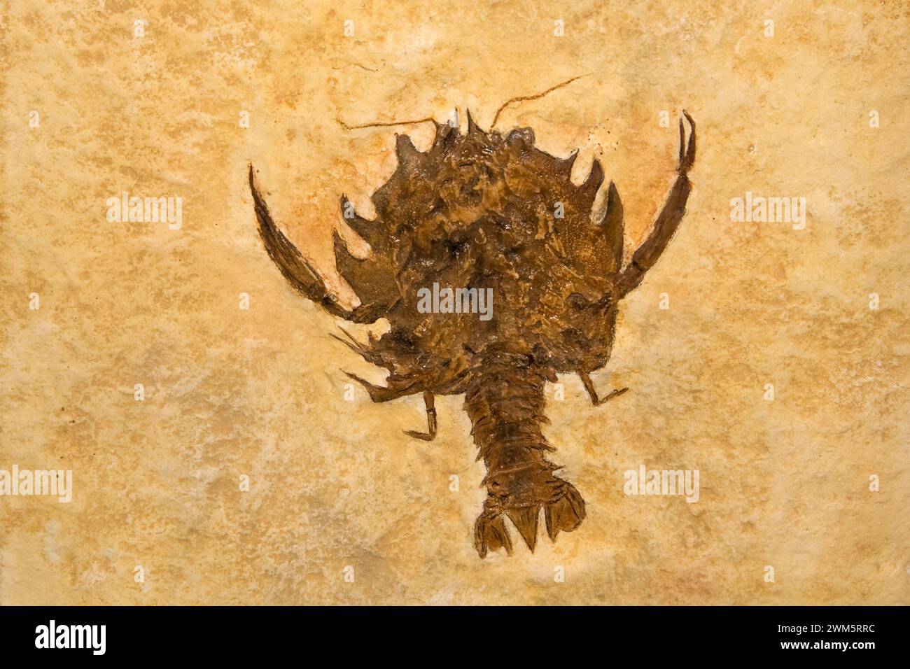 Cyclerion propinquus, Jurassic, Solnhofen, Germany, Cyclerion ...