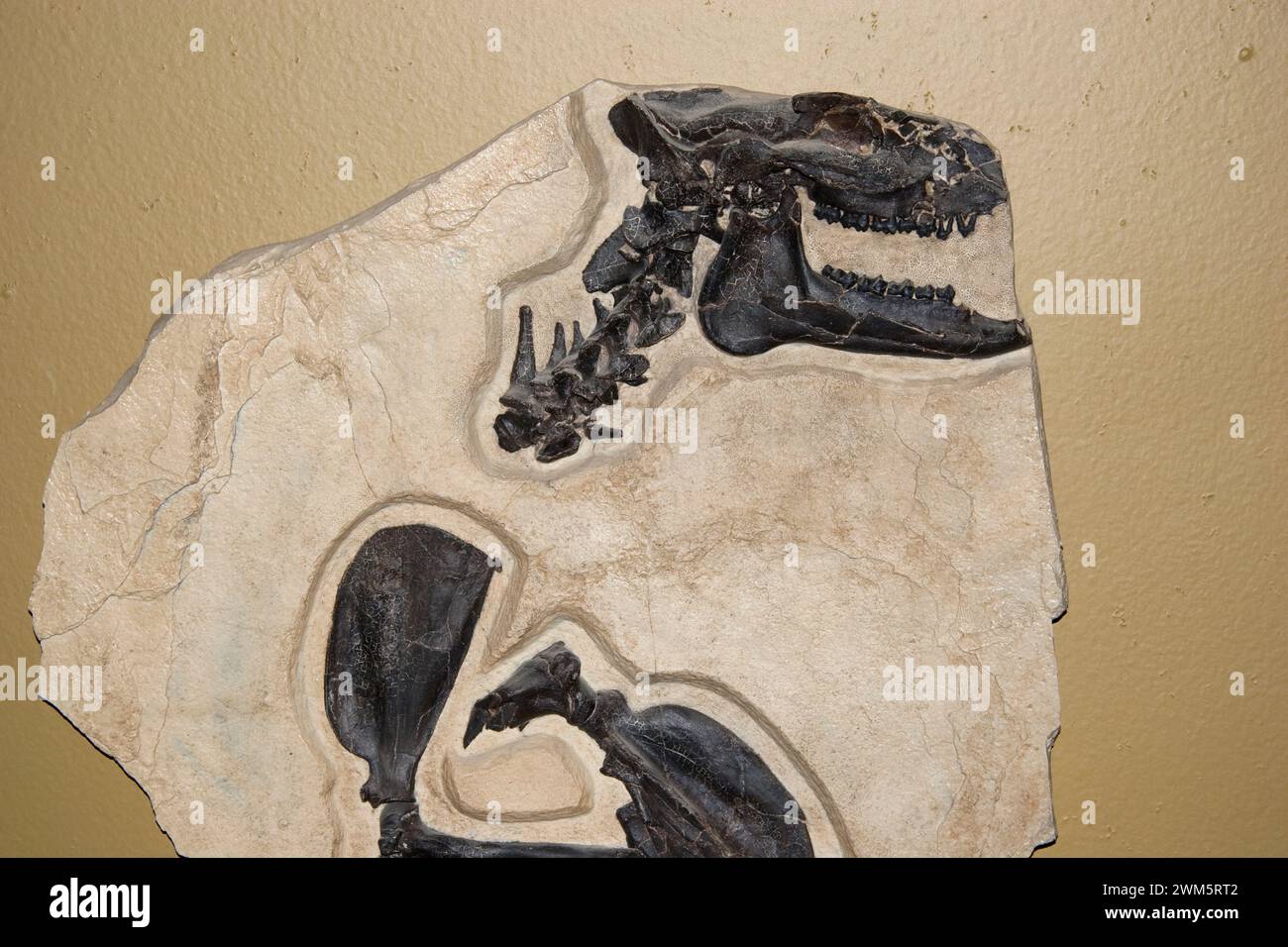 Fossil of Rhinoceros relative, unidentified, Middle Eocene, Messel ...
