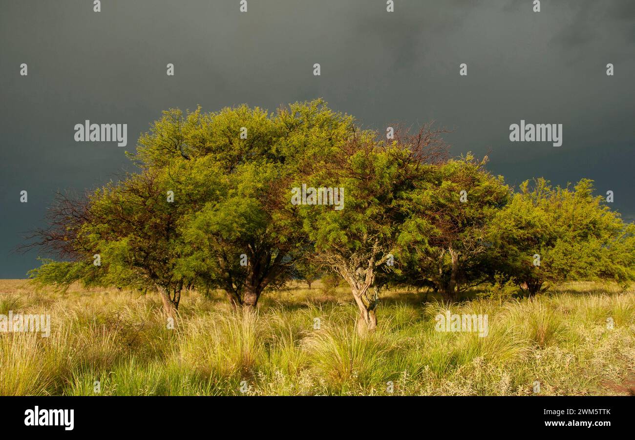 Calden forest landscape, Prosopis Caldenia plants, La Pampa province ...