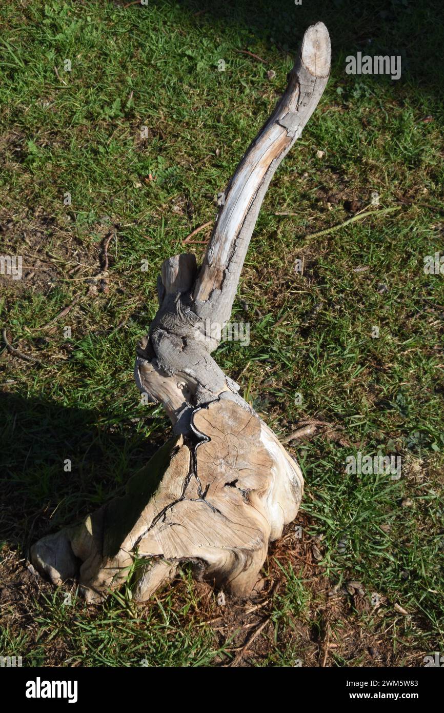 Un tronc d'arbre hi-res stock photography and images - Alamy
