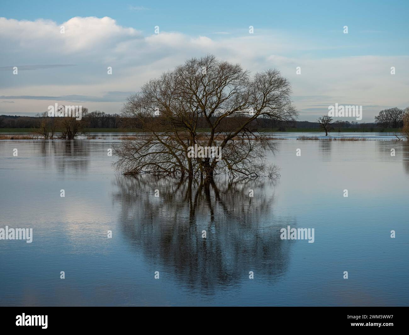 24 February 2024, Mecklenburg-Western Pomerania, Dömitz: A tree is ...