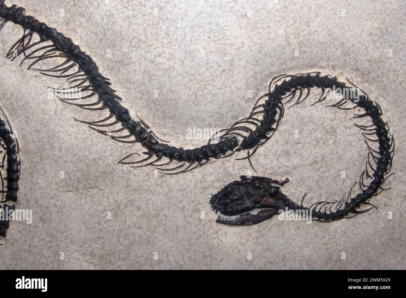 Fossil snake, Boavus idelmani, Fossil Butte National Monument, Wyoming ...
