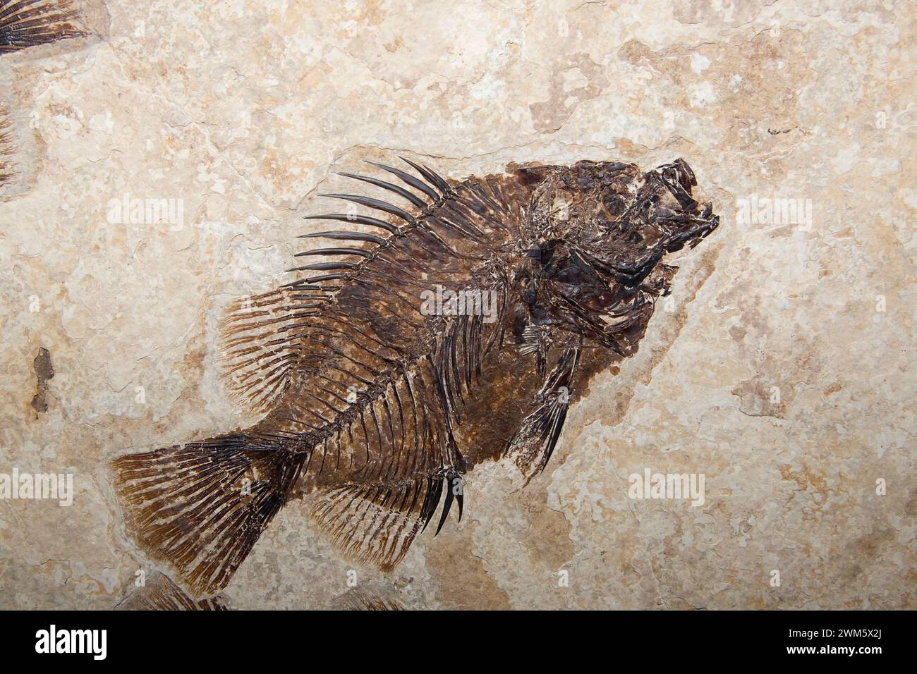 Fossil Fish, Priscacara liops, Green River formation, Wyoming, USA ...