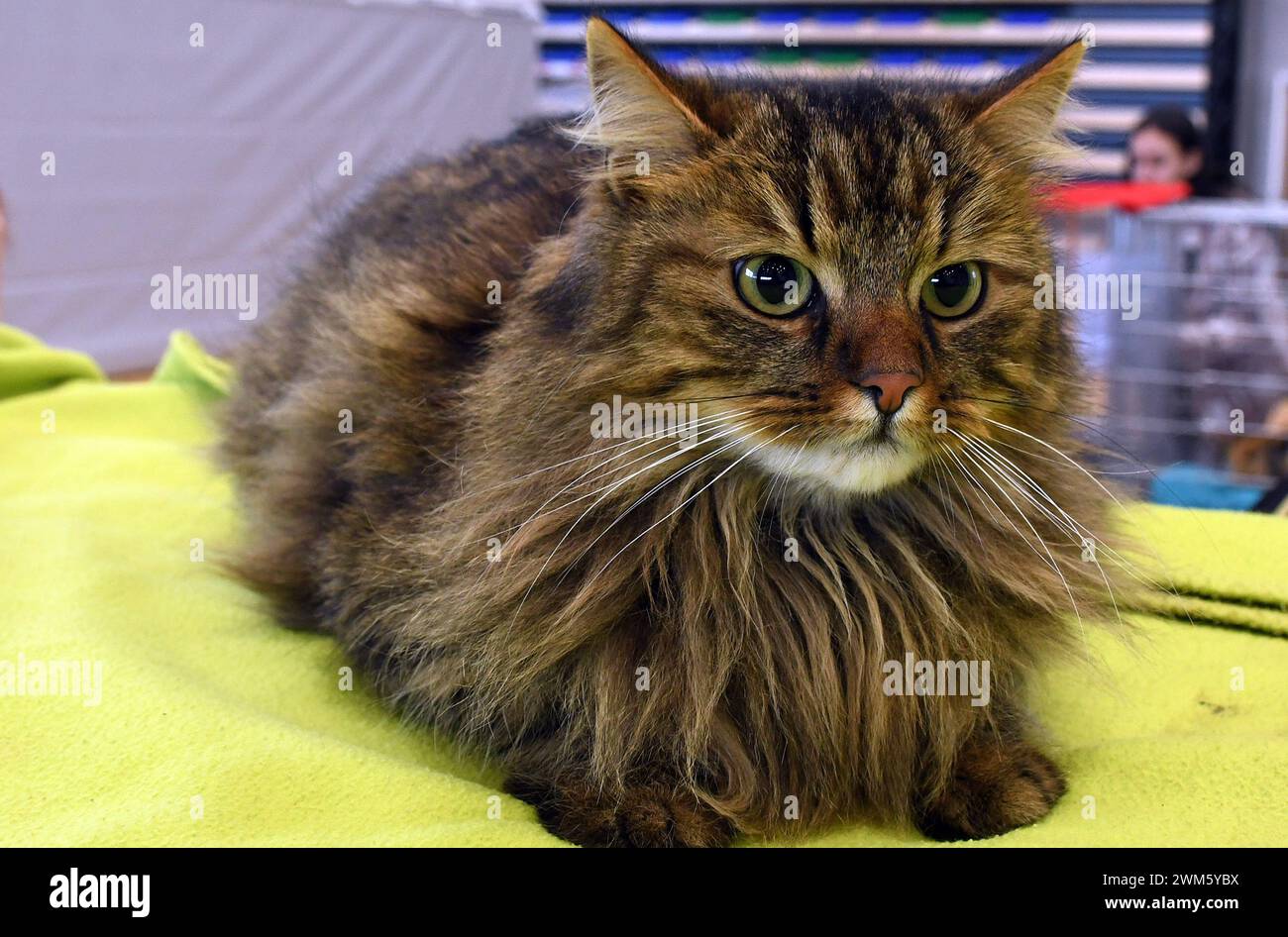 Participants with their cats during International Cat show Sisak ...