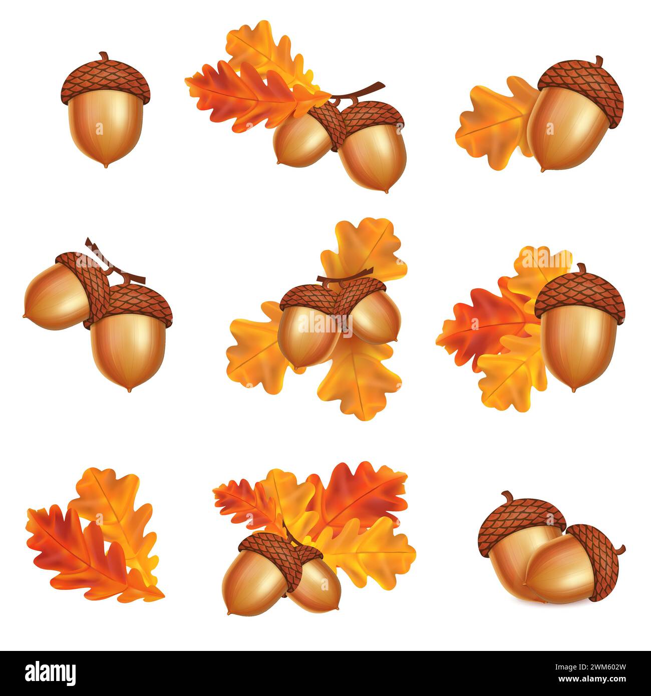 Isolated acorns with oak leaves on white background. Autumn vector ...