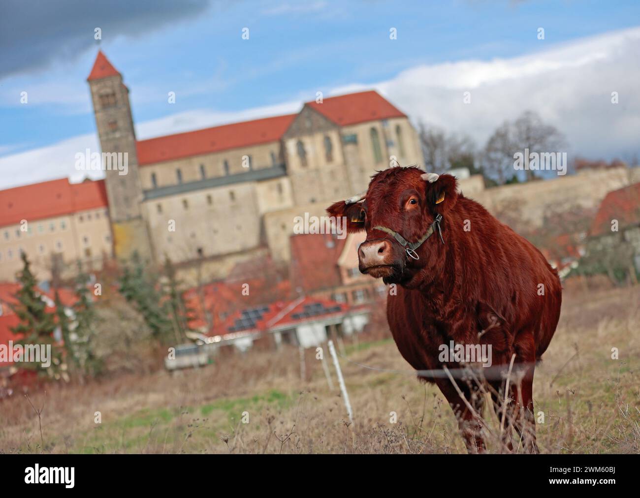 Quedlinburg, Germany. 24th Feb, 2024. Cow Owl stands in Brühlpark on a ...