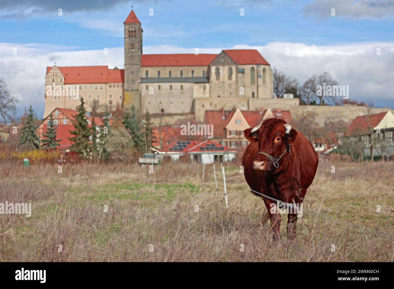 Quedlinburg, Germany. 24th Feb, 2024. Cow Owl stands in Brühlpark on a ...