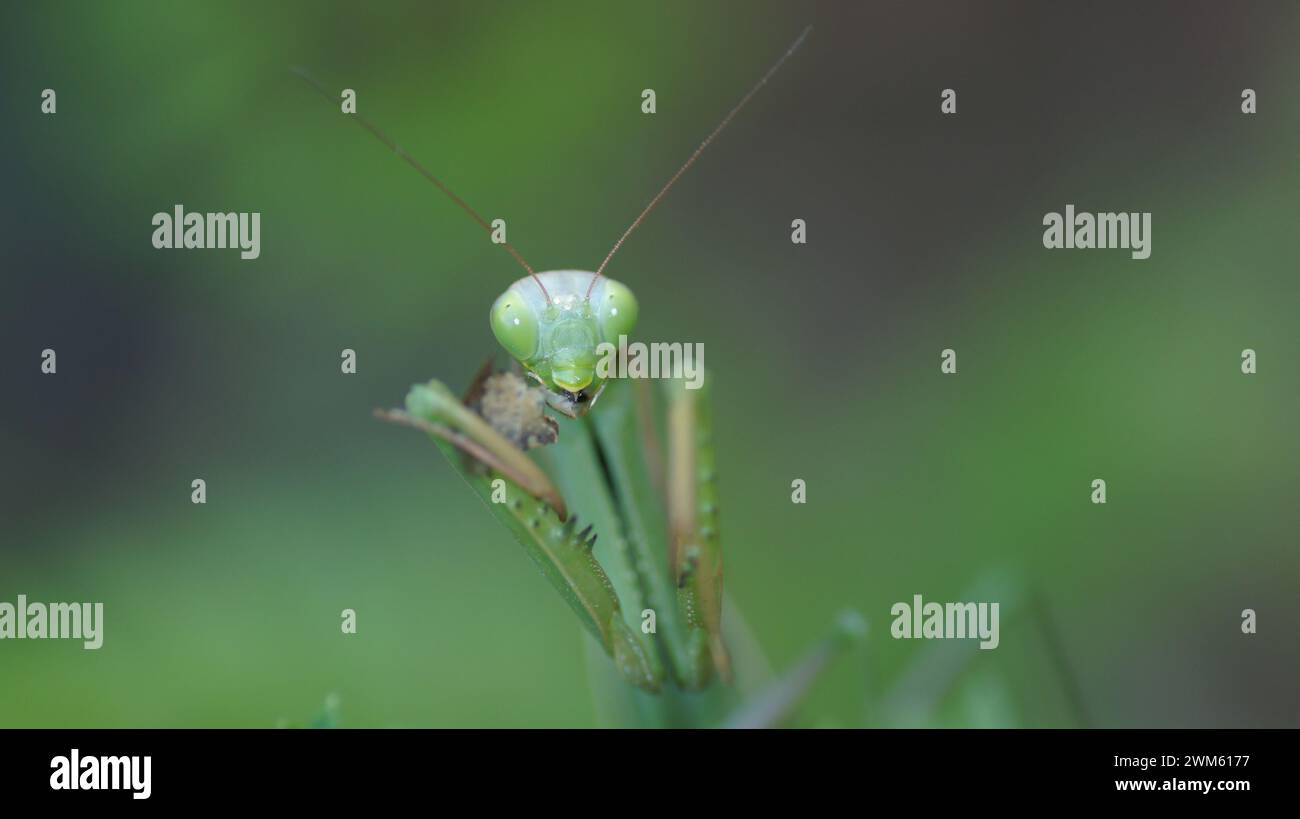 A Close-up of praying mantis head and legs Stock Photo - Alamy