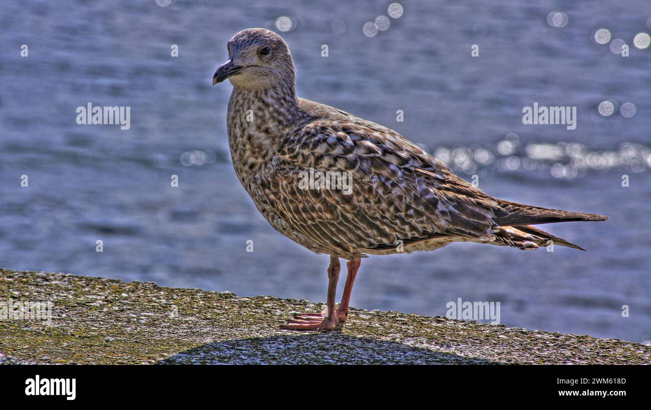 A Larus vegae perched by water on cliff overlooking sea Stock Photo - Alamy