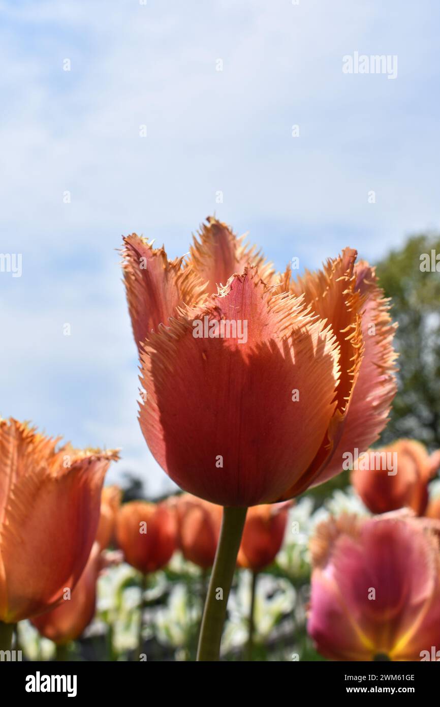 Frilled tulip hi-res stock photography and images - Alamy