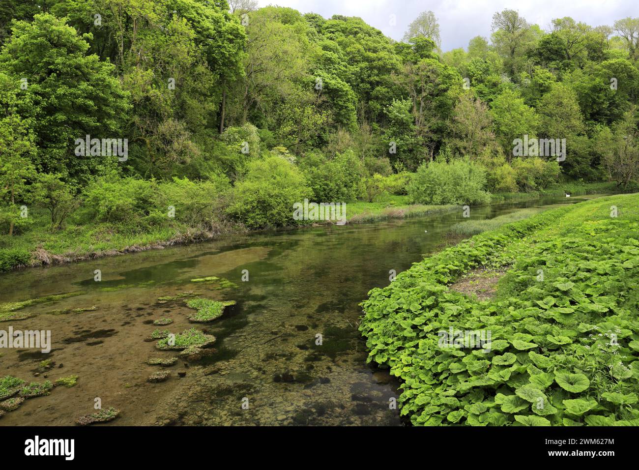 The River Lathkill at Lathkill Dale, Over Haddon village, Derbyshire ...