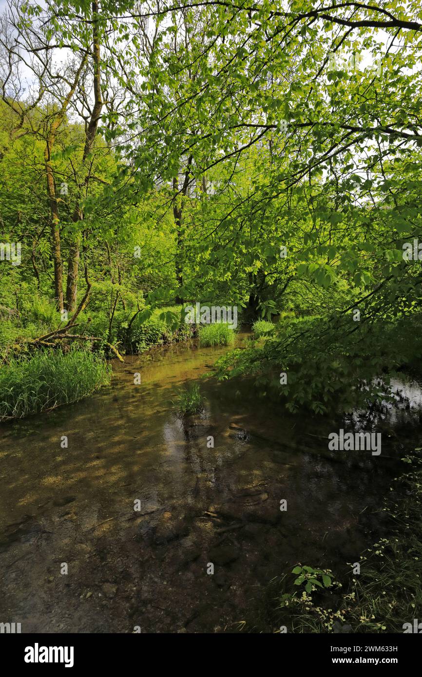 The River Lathkill at Lathkill Dale, Over Haddon village, Derbyshire ...