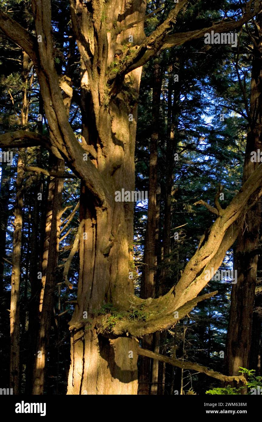 old growth tree in rainforest, Ozette Lake beach loop trail, Olympic ...