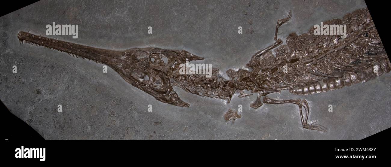 A fossil reptile,crocodile like animal, Steneosaurus bollensis, Early ...