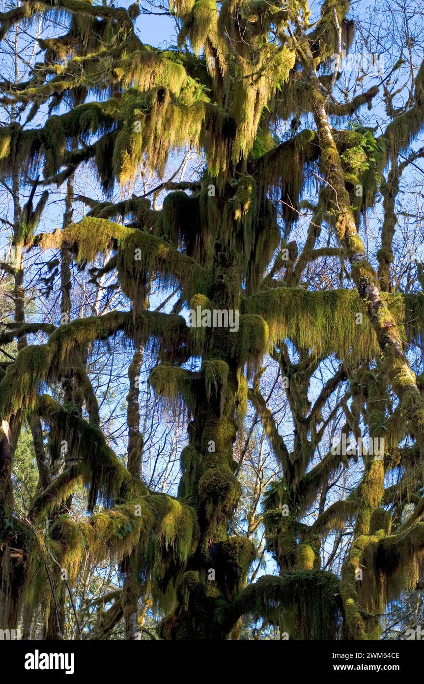 rainforest of the Ozette Lake beach loop trail, Olympic National Park ...