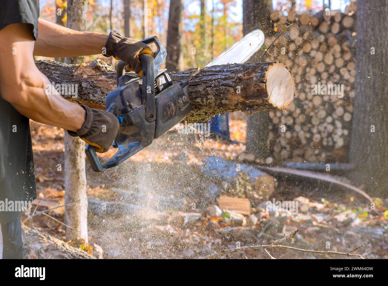 Lumberjack uses a chainsaw to cut down tree during autumn cleaning in ...