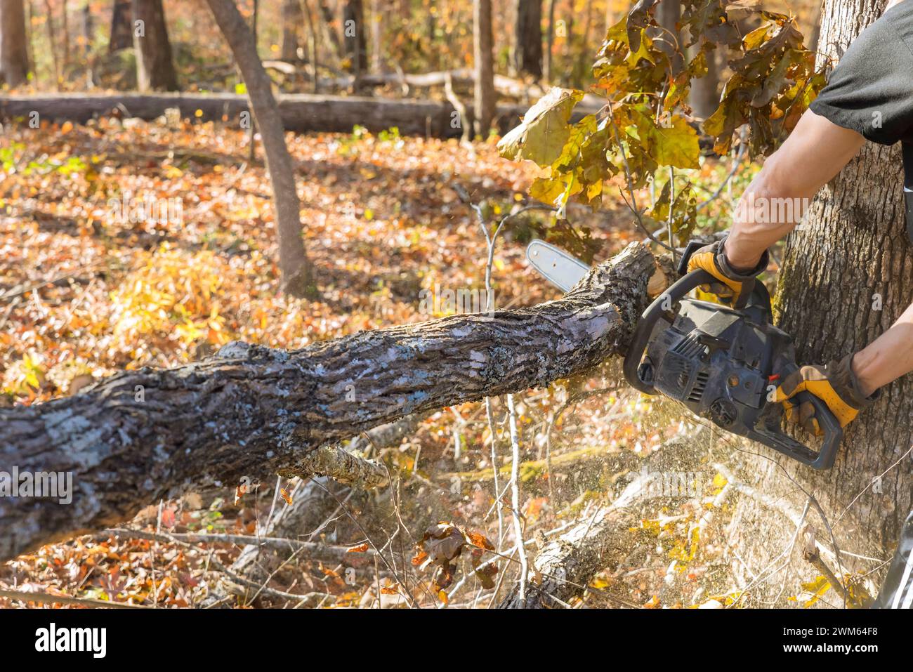 Operation lumberjack hi-res stock photography and images - Alamy