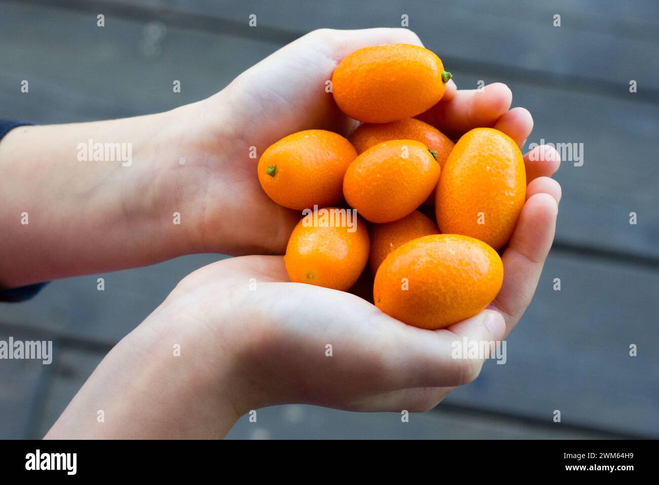 Children's hands full of kumquat fruits. Kumquat citrus fruit in hands ...