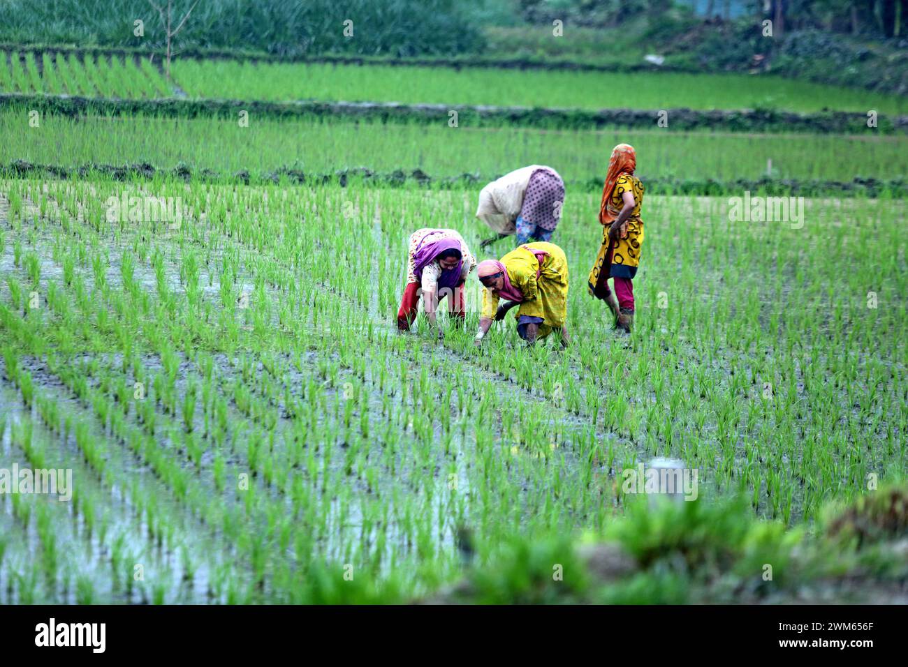 Dhaka, Wari, Bangladesh. 22nd Feb, 2024. Women farmer works in a paddy field in Bogurar District ...
