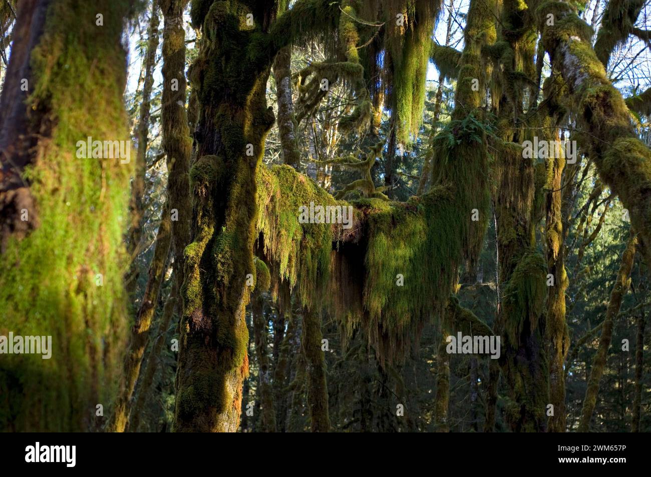 rainforest of the Ozette Lake beach loop trail, Olympic National Park ...
