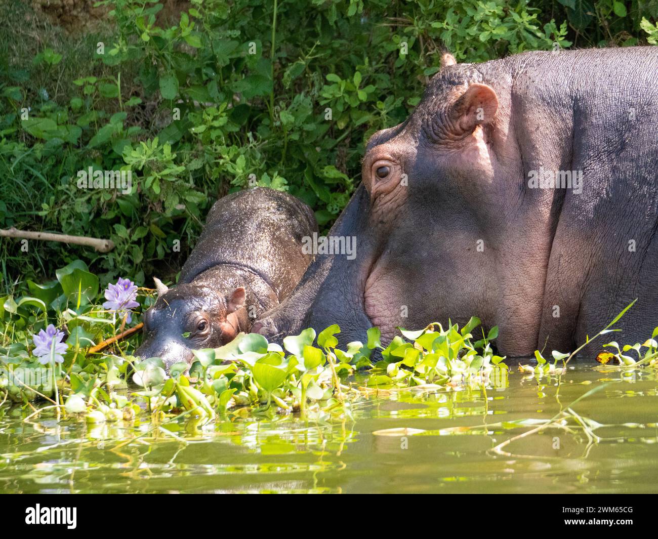 Hippopotamus amphibius at the Kazinga Channel in Uganda. Here a mother ...