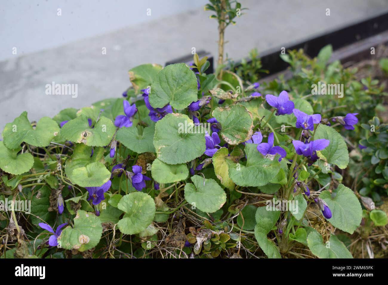 early blooming violets Stock Photo - Alamy