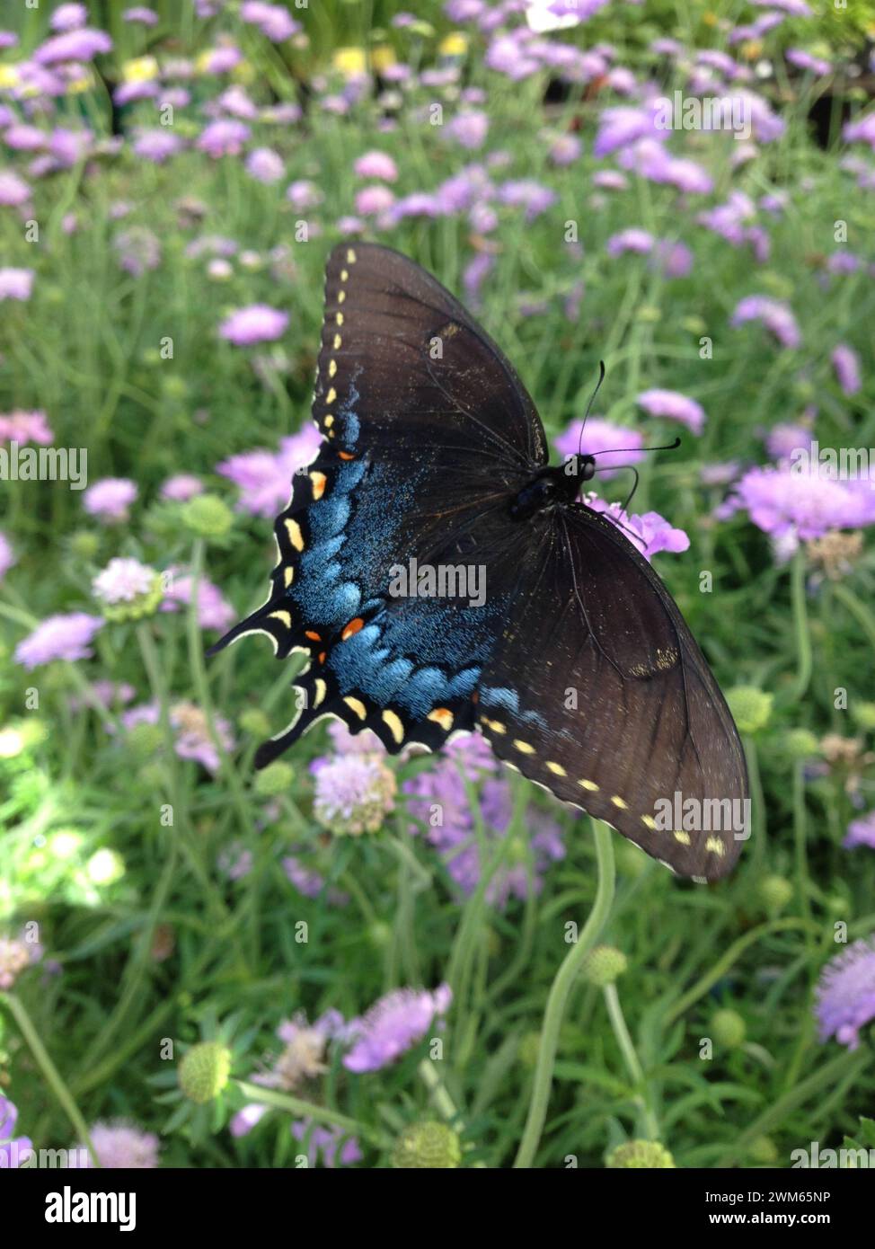 Stunning tiger swallowtail hi-res stock photography and images - Alamy