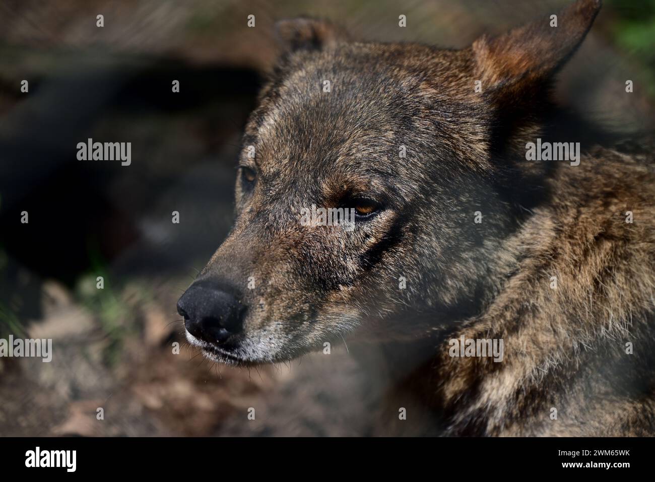 A male Iberian Wolf at Dartmoor Zoo Park, Devon, England Stock Photo ...