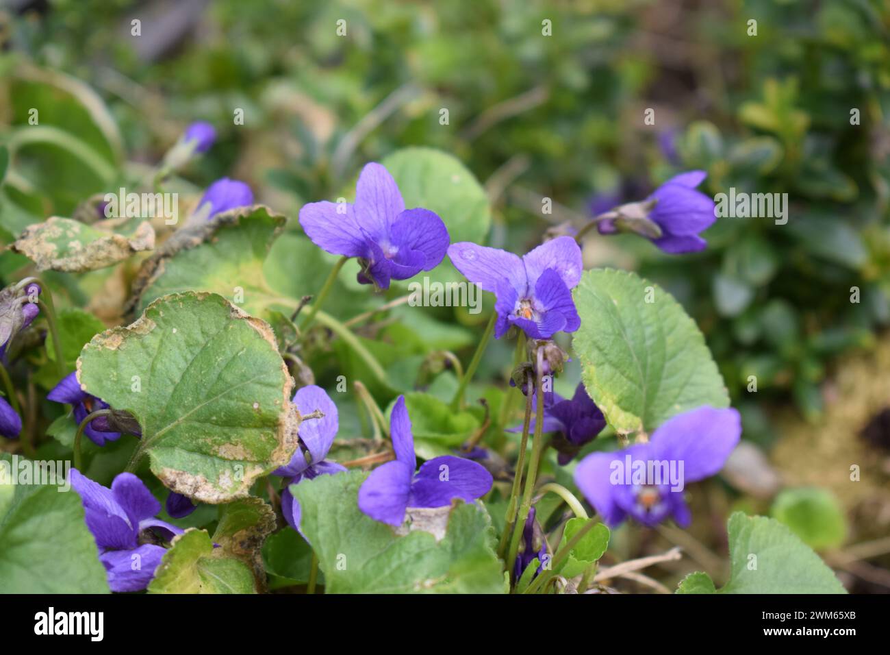 early blooming violets Stock Photo - Alamy