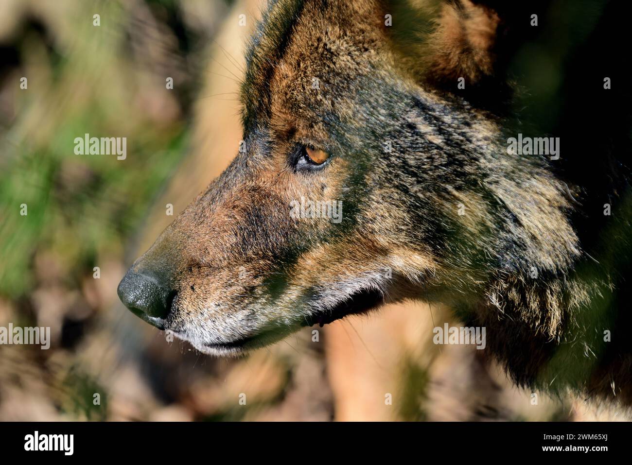 A male Iberian Wolf at Dartmoor Zoo Park, Devon, England Stock Photo ...