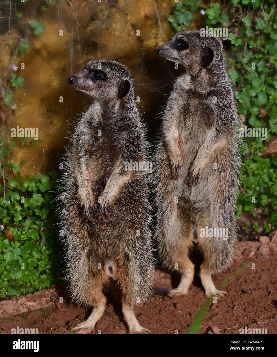 Slender-tailed meerkats at Dartmoor Zoo Park, Devon Stock Photo - Alamy