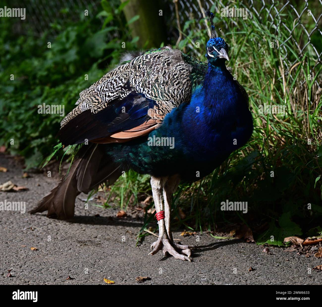 Dartmoor zoo visitors hi-res stock photography and images - Alamy