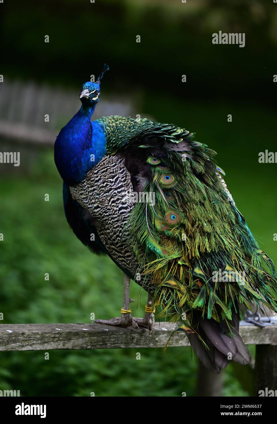 A male peacock at Dartmoor Zoo Park, Devon Stock Photo - Alamy
