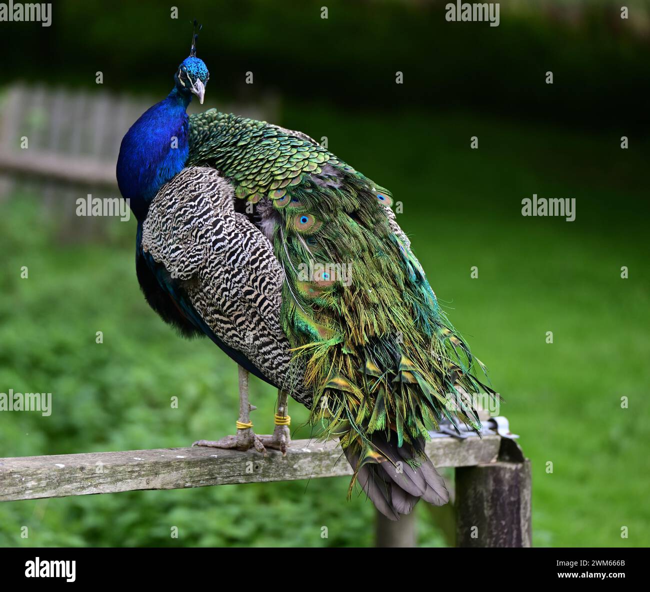 A male peacock at Dartmoor Zoo Park, Devon Stock Photo - Alamy