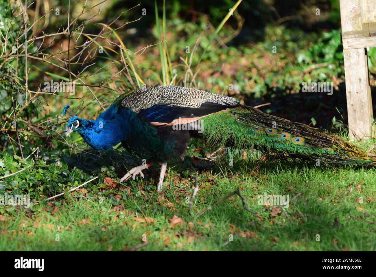 Dartmoor zoo visitors hi-res stock photography and images - Alamy