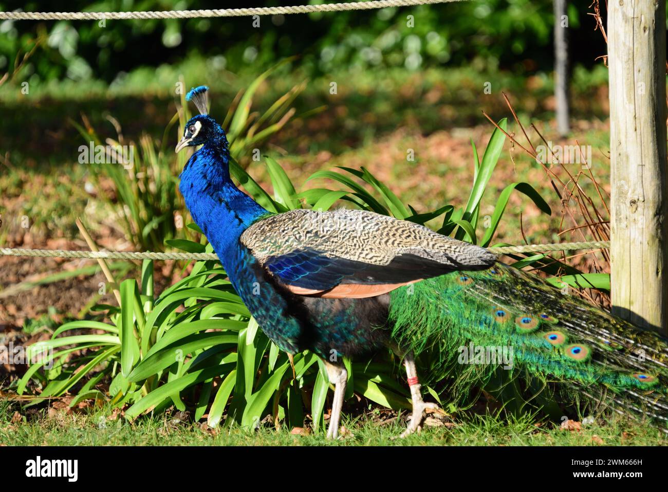 A male peacock at Dartmoor Zoo Park, Devon Stock Photo - Alamy