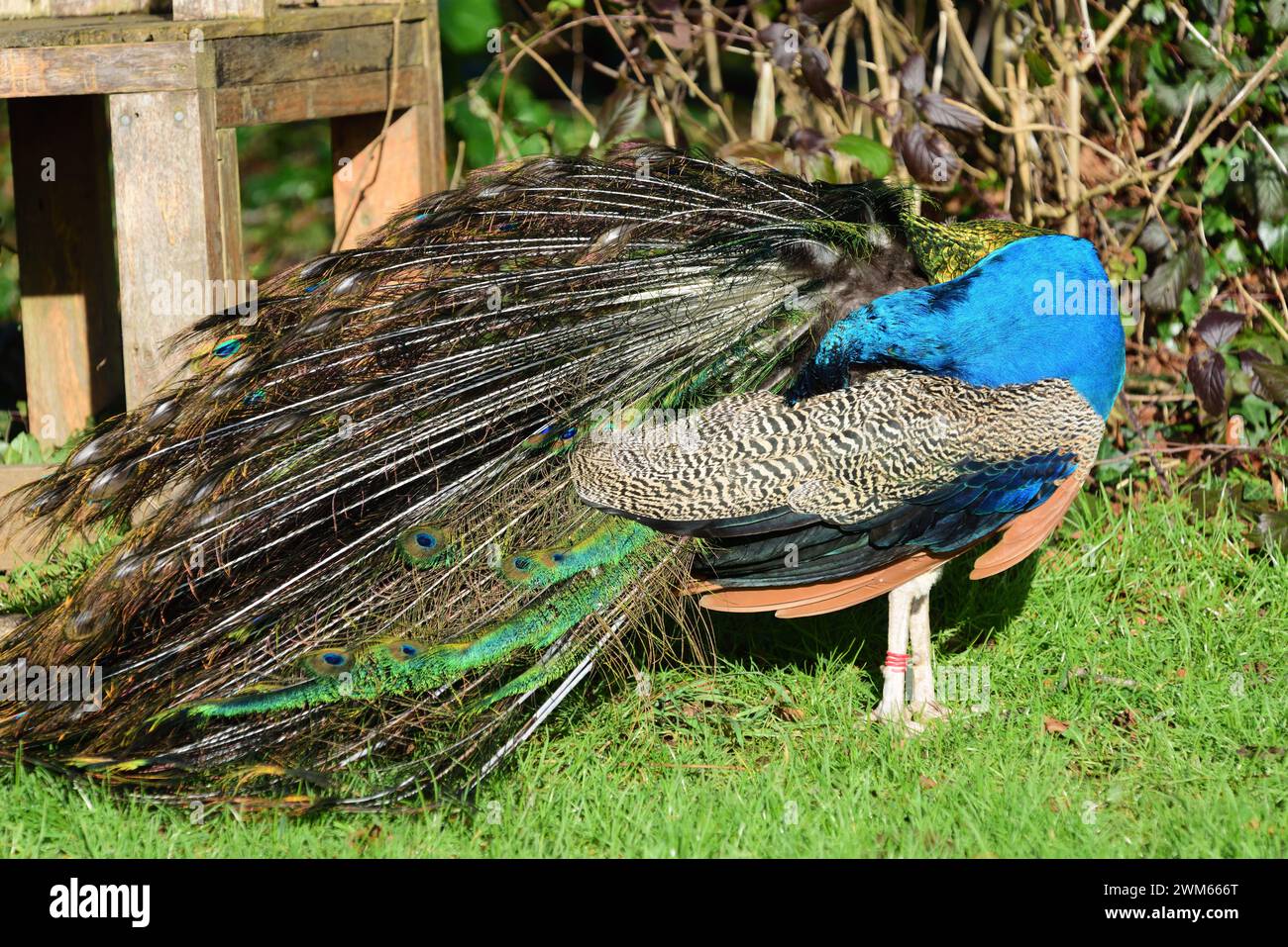 Preening peacock hi-res stock photography and images - Alamy