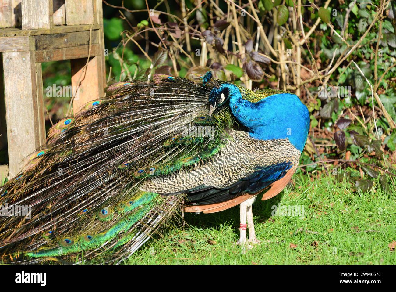 A male peacock preening its feathers at Dartmoor Zoo Park, Devon Stock ...