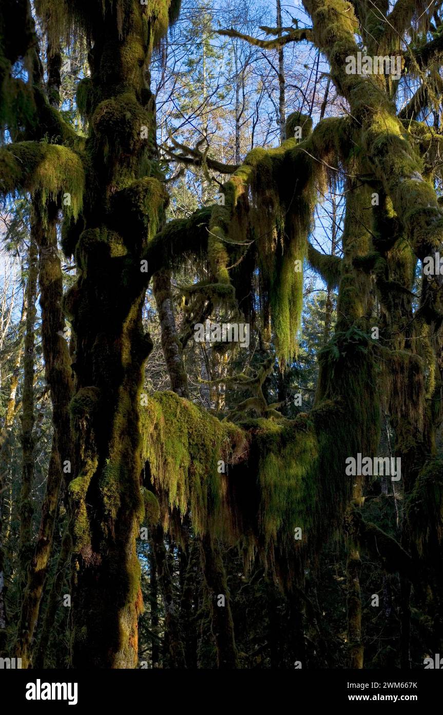 rainforest of the Ozette Lake beach loop trail, Olympic National Park ...