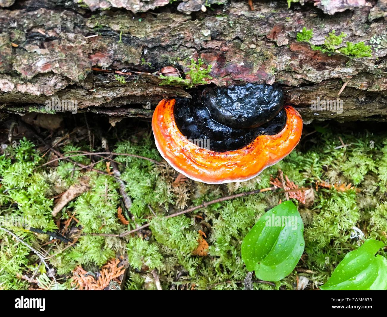 Spooky fungus hi-res stock photography and images - Alamy