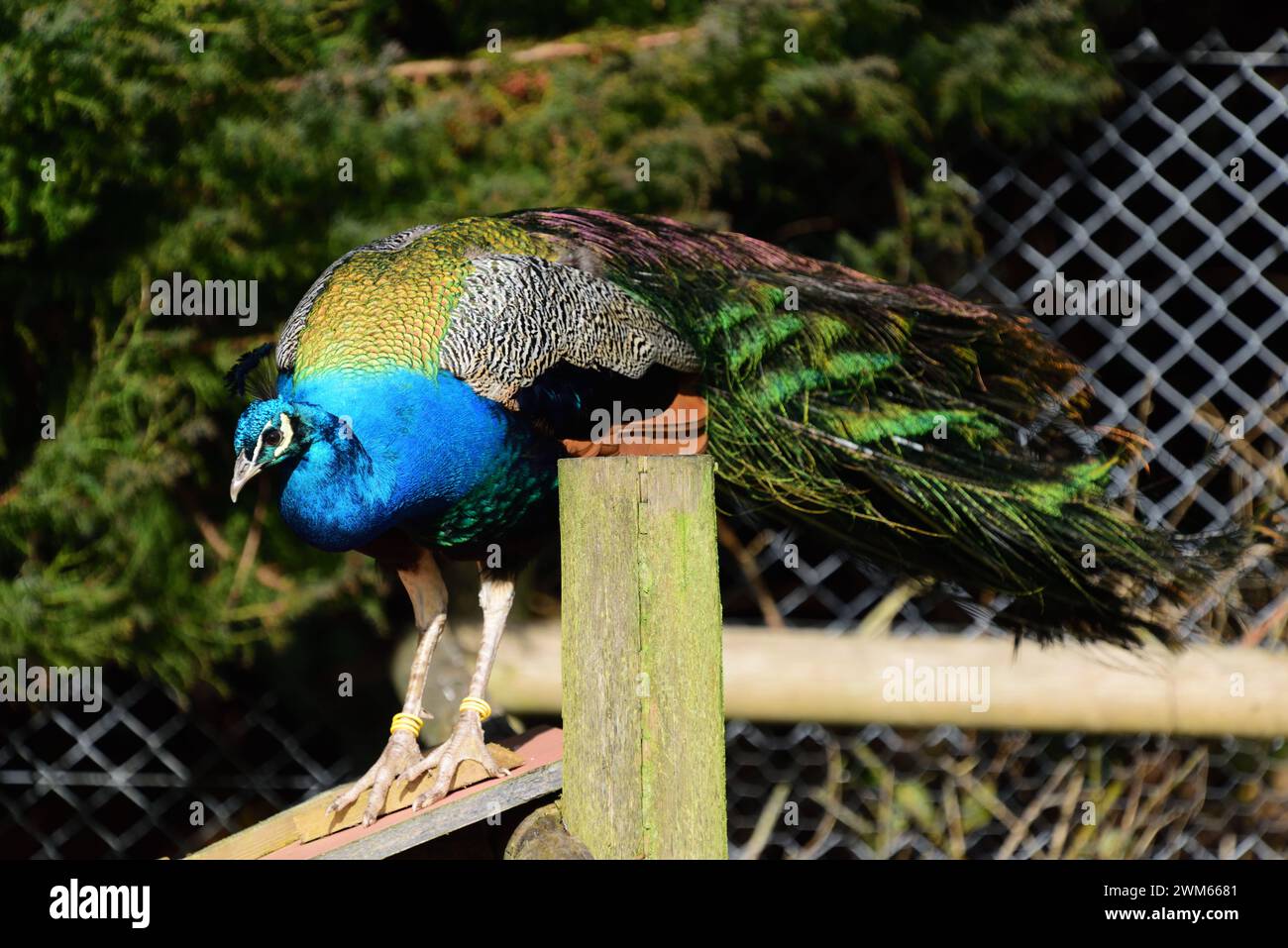 Peacocks perch hi-res stock photography and images - Alamy
