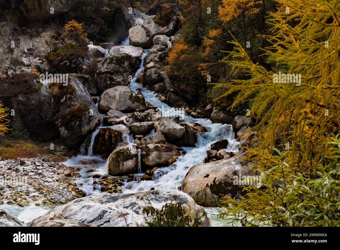 Waterfall in thetumn yellow forest seen during Kanchenjunga trek in the ...