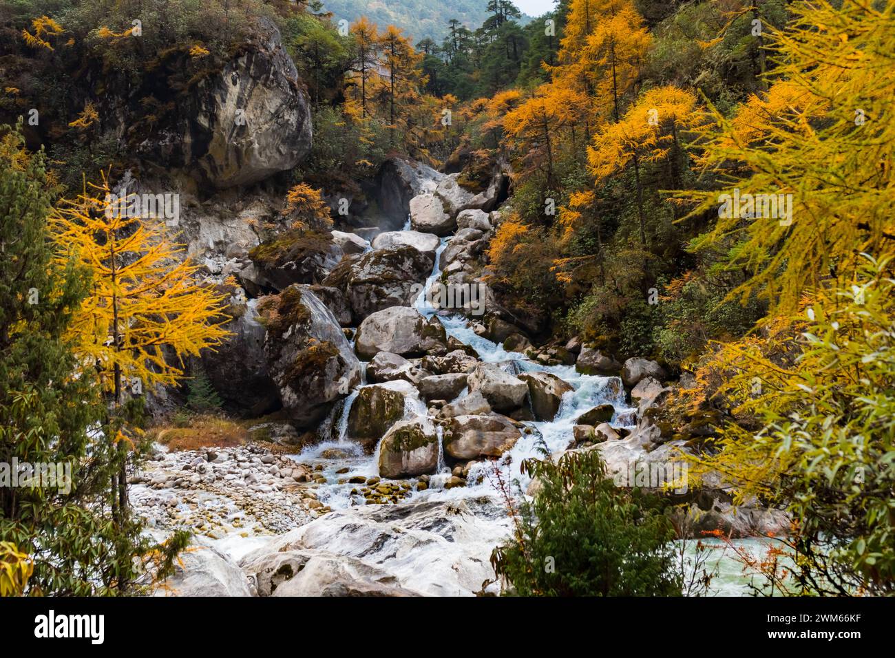 Waterfall in thetumn yellow forest seen during Kanchenjunga trek in the ...