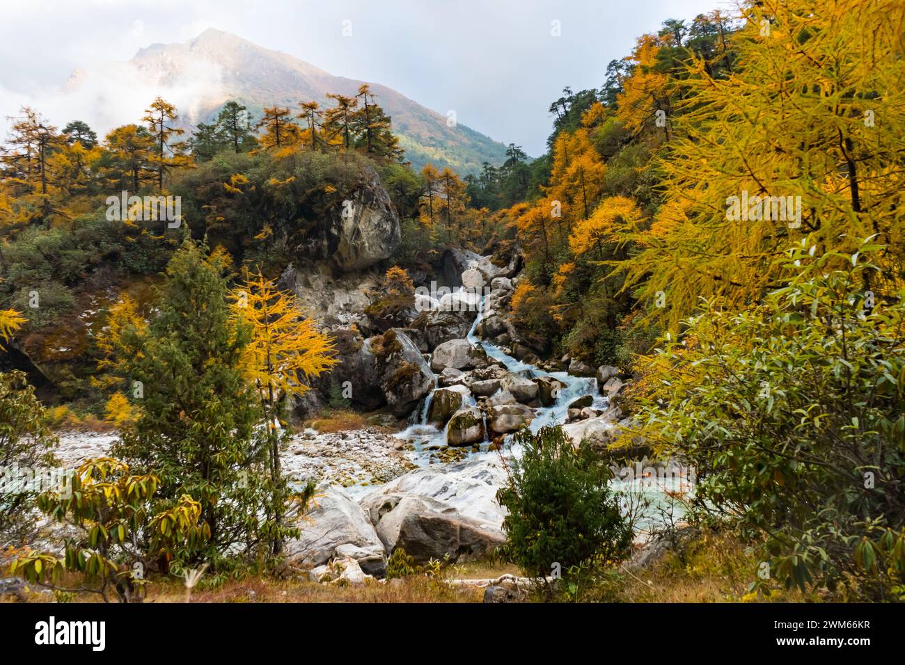 Waterfall in thetumn yellow forest seen during Kanchenjunga trek in the ...