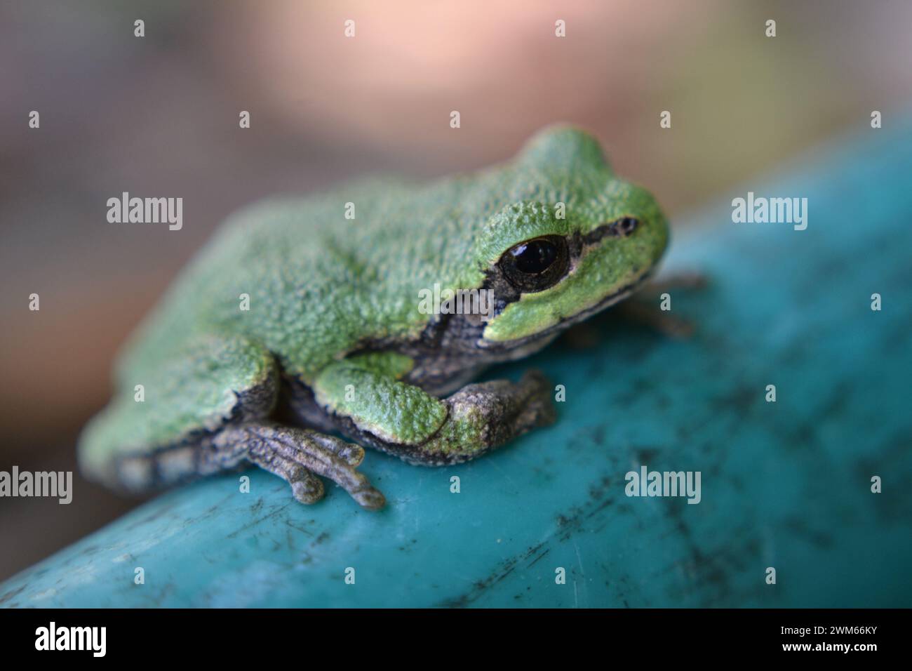 Small dainty frog hi-res stock photography and images - Alamy
