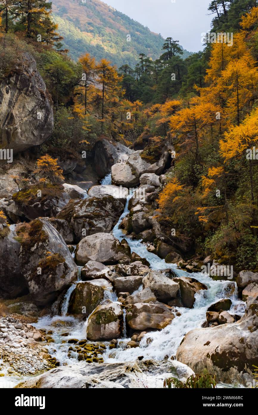 Waterfall in thetumn yellow forest seen during Kanchenjunga trek in the ...