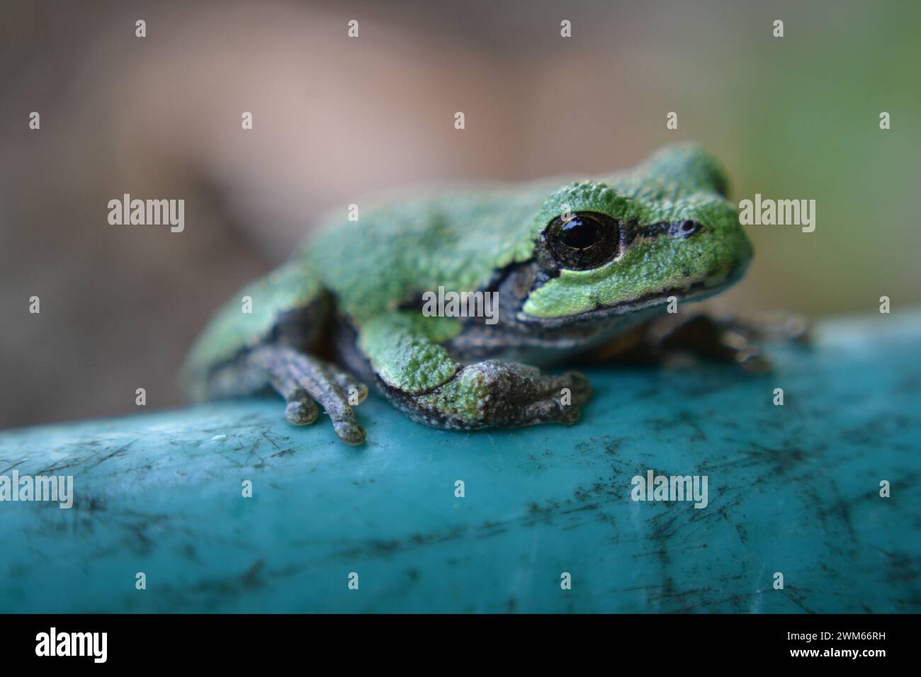 Small Tree Frog sits on a garden hose Stock Photo - Alamy