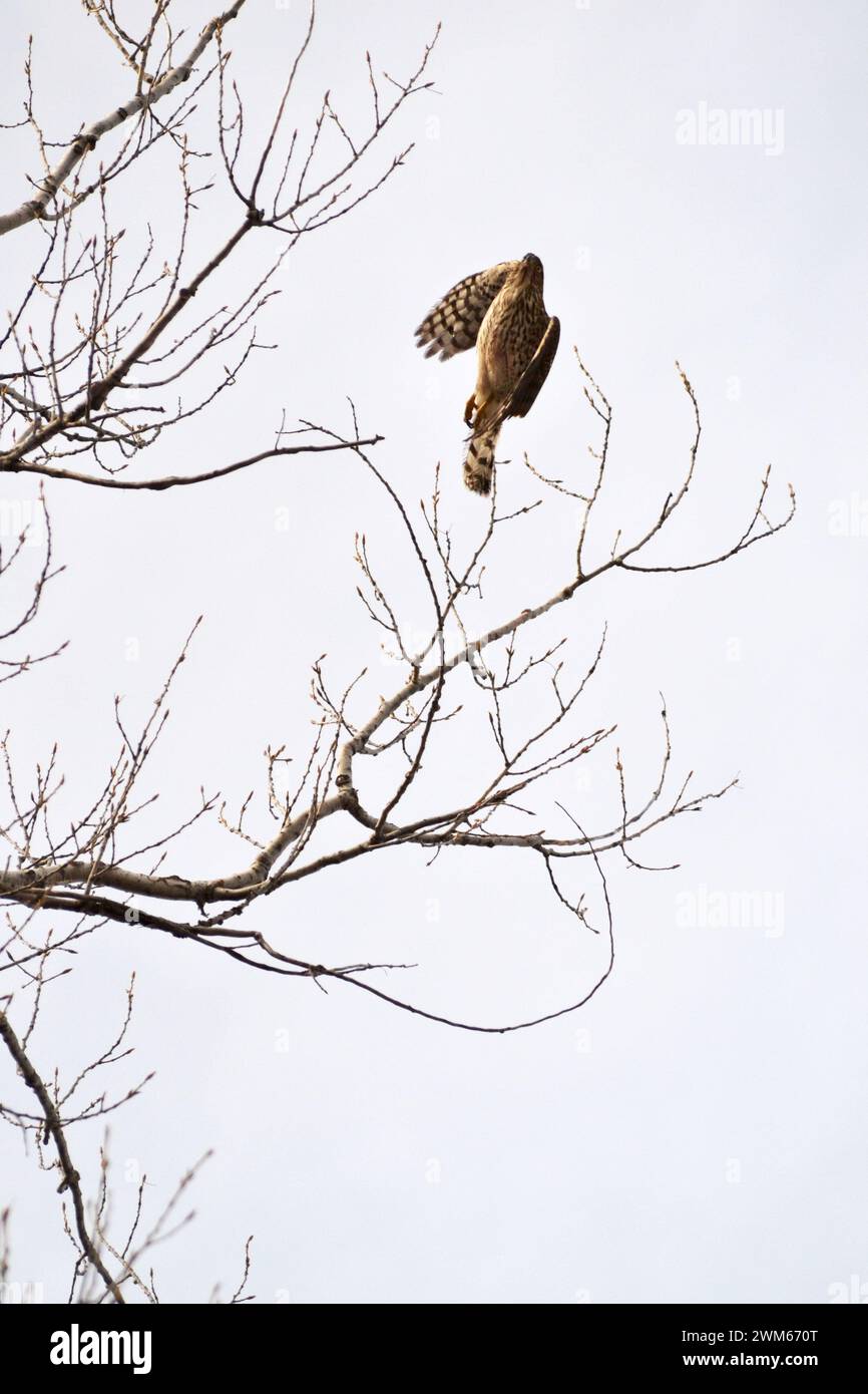A Red Tailed Hawk soars past a tree Stock Photo - Alamy